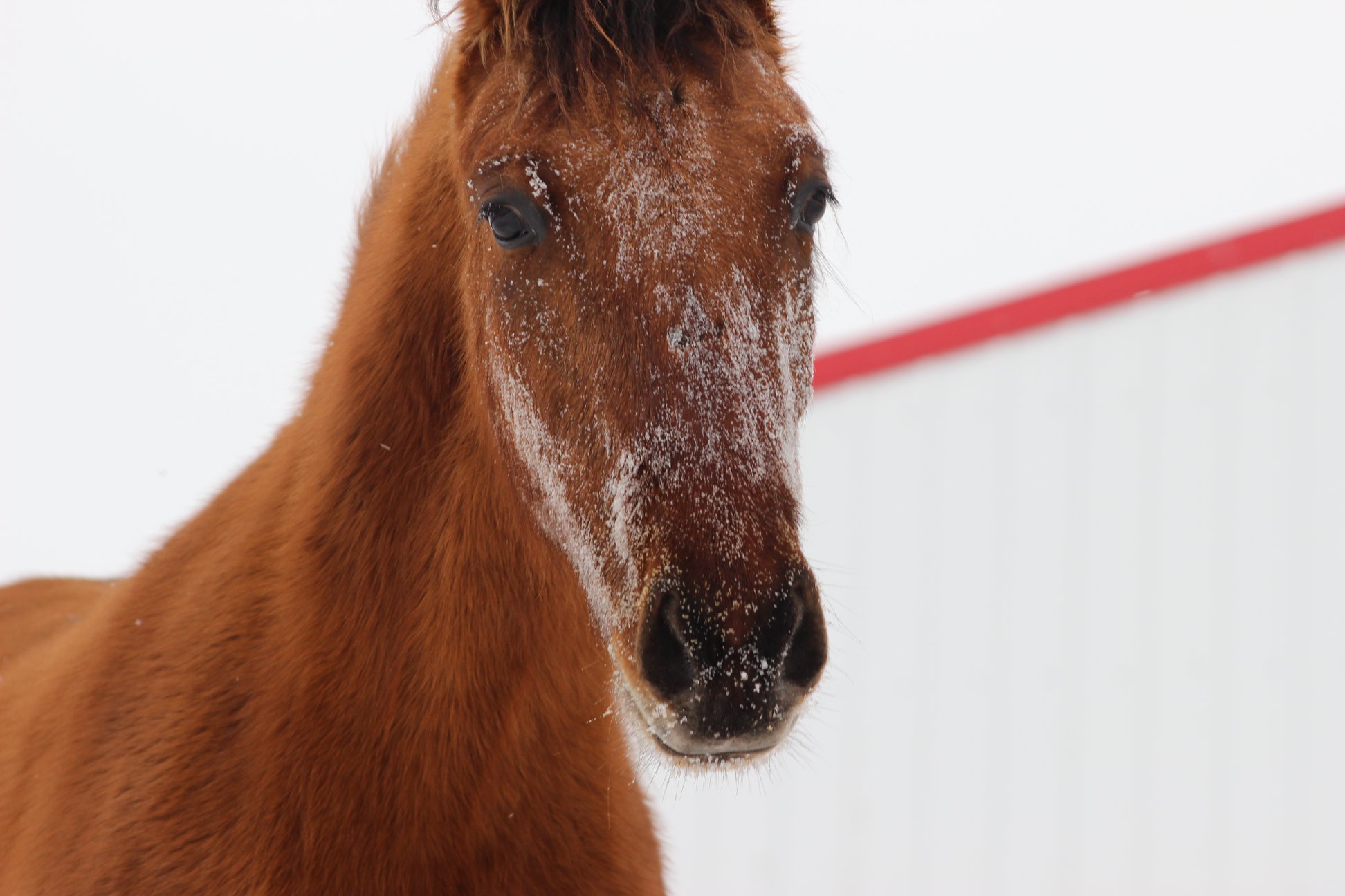 Rush “AES Black River Dun Rush” – Bay Acres Morgan Farm