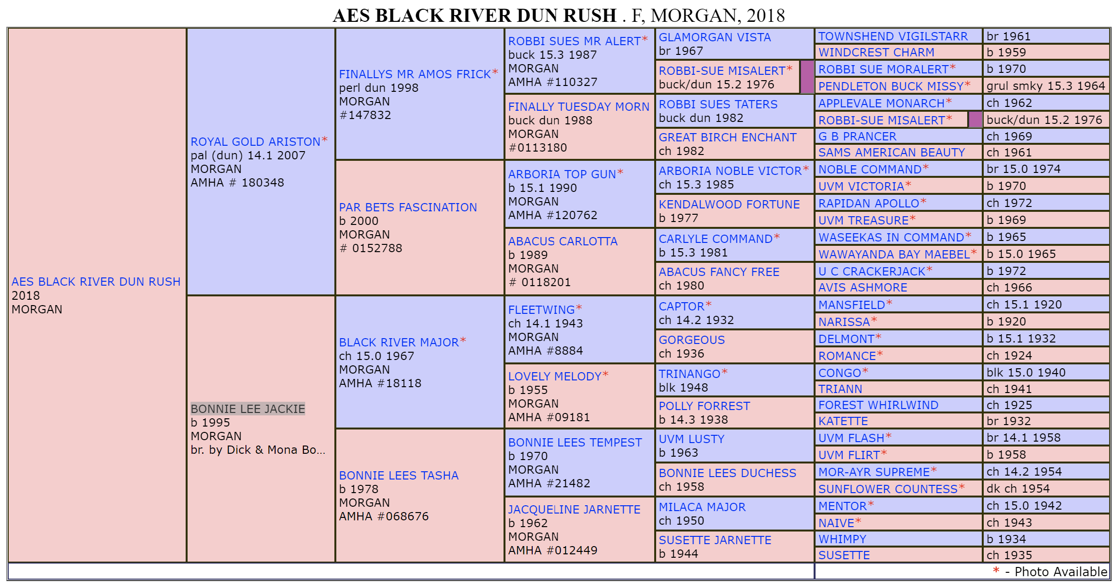 Rush “AES Black River Dun Rush” – Bay Acres Morgan Farm