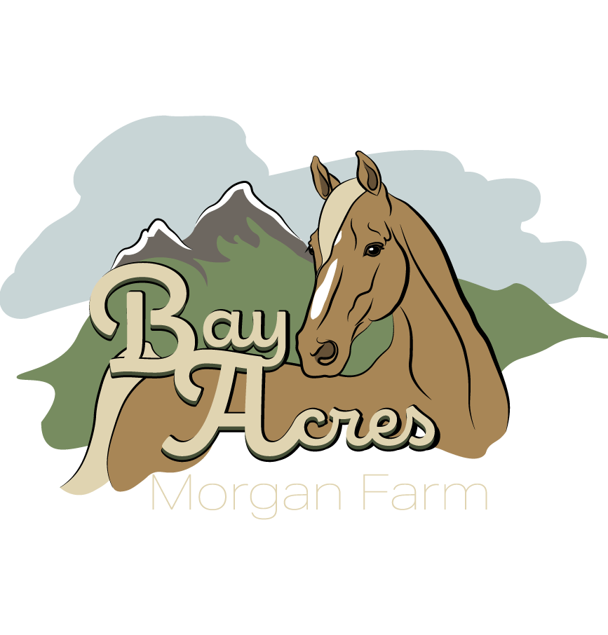 Bay Acres Morgan Farm – American Morgan Horse sport horse breeder in ...