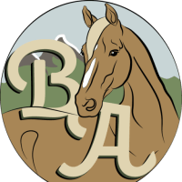 Bay Acres Morgan Farm – American Morgan Horse sport horse breeder in ...