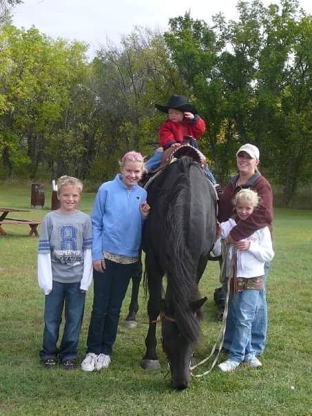 Geldings – Bay Acres Morgan Farm