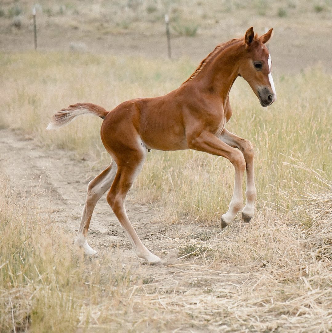 Bay Acres Morgan Farm – American Morgan Horse sport horse breeder in ...